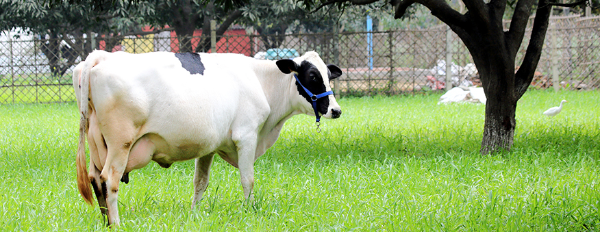 Valentia Farm Fresh Pvt Ltd